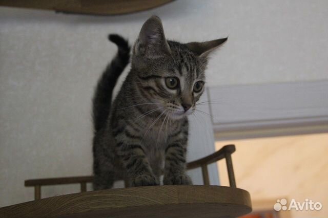 Котенок Тигренок