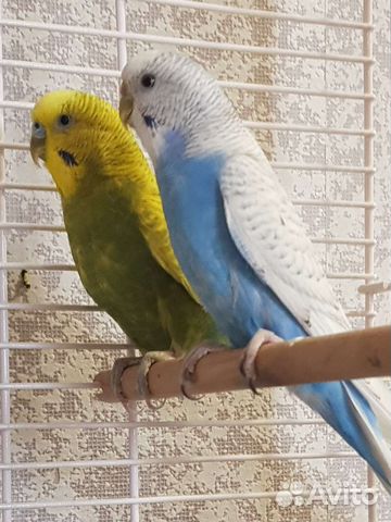 Попугай волнистый