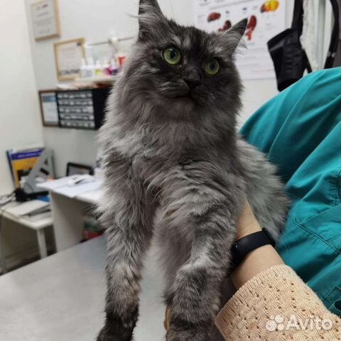 Кошки в добрые руки бесплатно