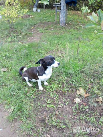 Метис в добрые руки