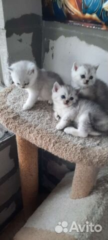 Британские котята серебристая шиншилла