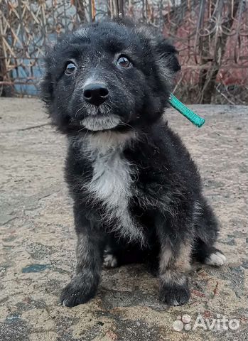 Щенок ищет дом