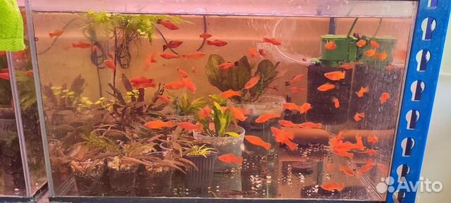 Aквариумныe рыбки бесплатно