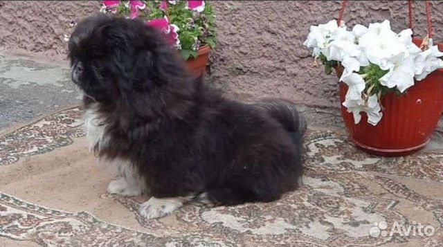 Стражи императора