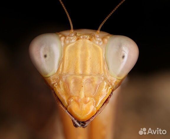 Богомолы и всё для них