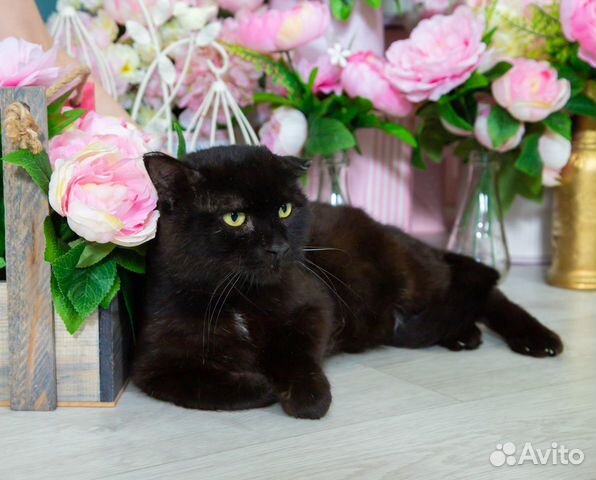 Крупный черный кот