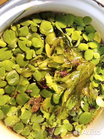 Папоротник и верхоплавка