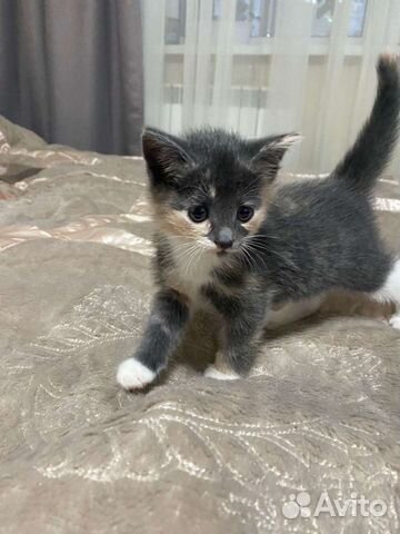 Котенок милашка. Девочка трёхцветная