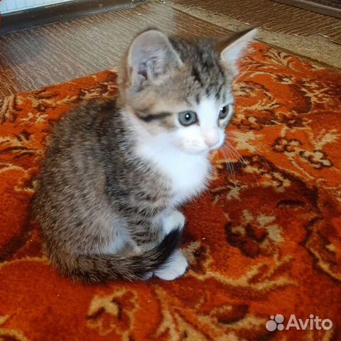 Котята в добрые ручки