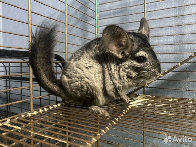 Шиншилла девочка