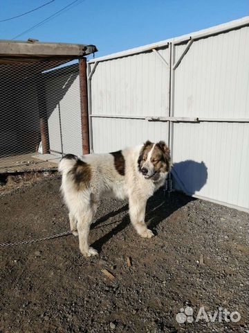 Среднеазиатская овчарка алабай вязка