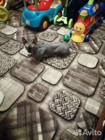 Кошка в дар бесплатно