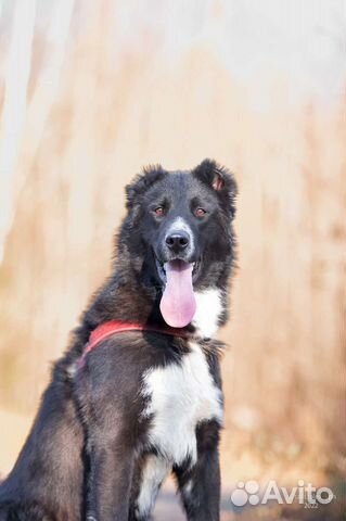 Метис сао в добрые руки