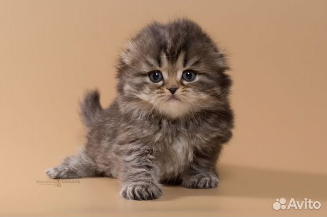 Клубная вислоухая кошечка