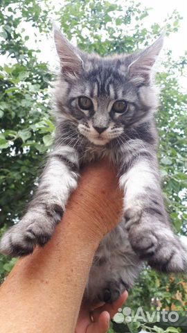 Кошечка Фиона