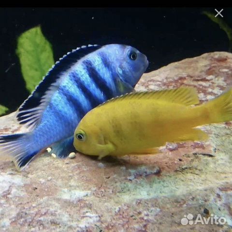 Малавийские цихлиды