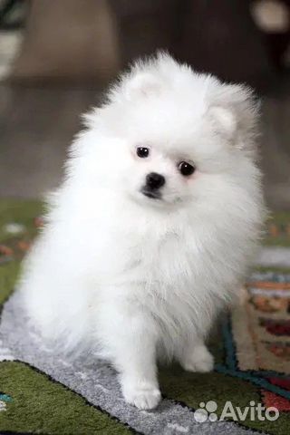 Померанский шпиц