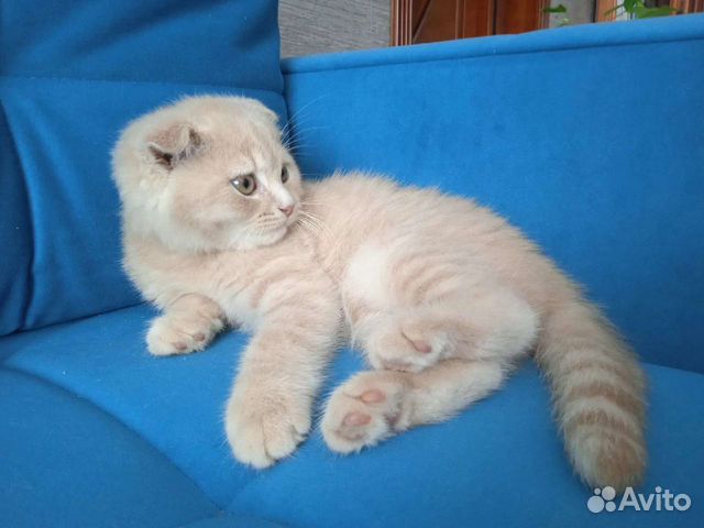 Шотландский вислоухий кот