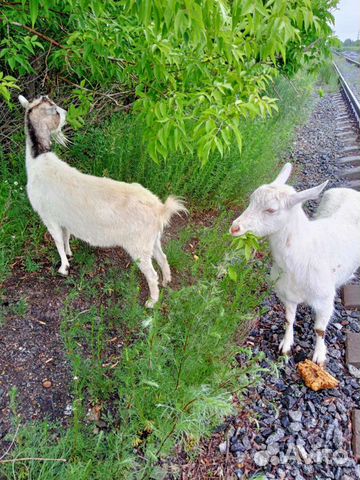 Зааненская коза