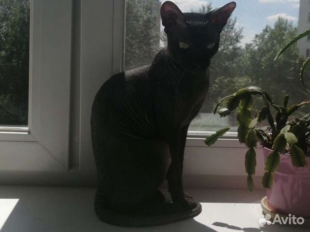 Брашевый сфинкс вязка