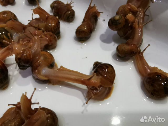 Улитки ахатины