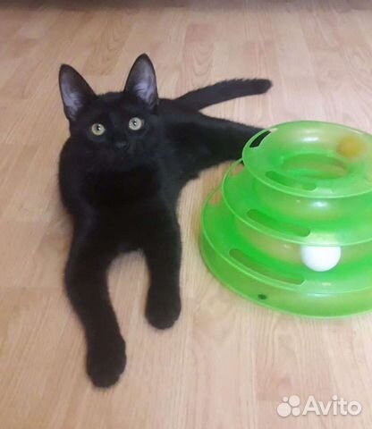 Котик мальчик