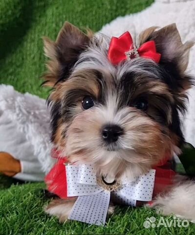 Супер Красивая Мини мальчик Бивер