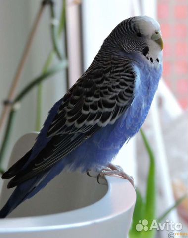 Волнистый попугай