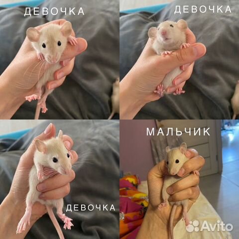Крысята сиамские дабмо/стандарт