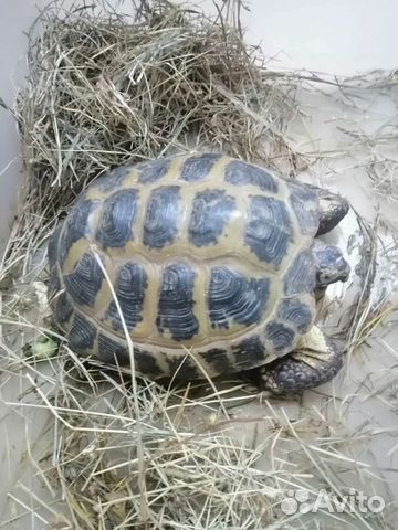 Черепаха сухопутная с террариумом