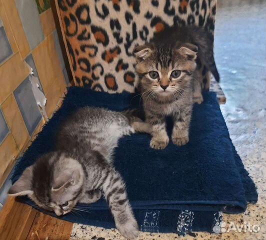 Британские котята