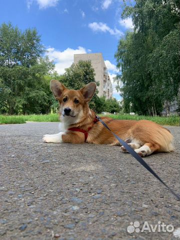 Вельш-корги вязка