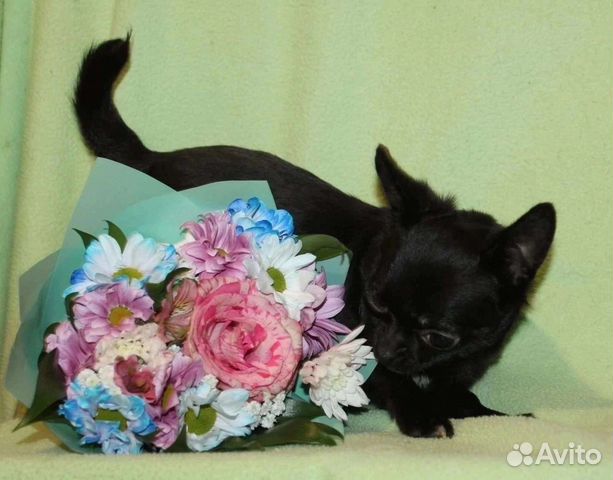 Мини чихуахуа, девочка