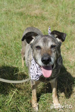 Барс взрослый пес тоже хочет спать в тепле