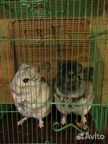 Шиншиллы + витрина