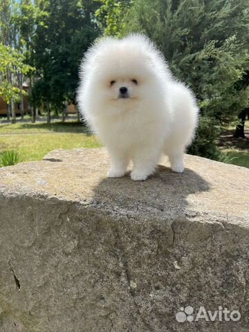 Померанский шпиц