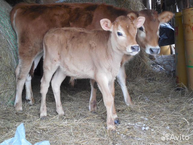 Бычки породы Джерси. Голштин