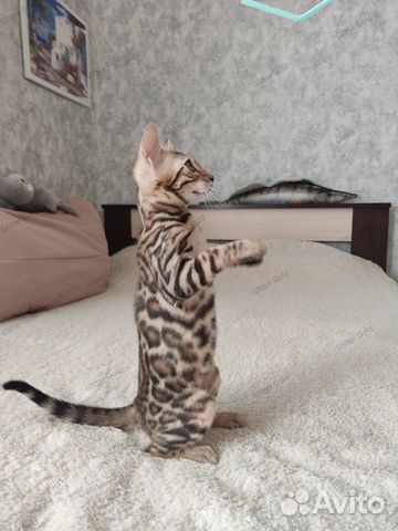 Бенгальские котята