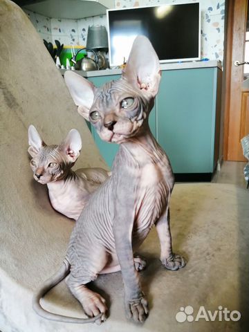 Котята донской сфинкс (2 мальчика)
