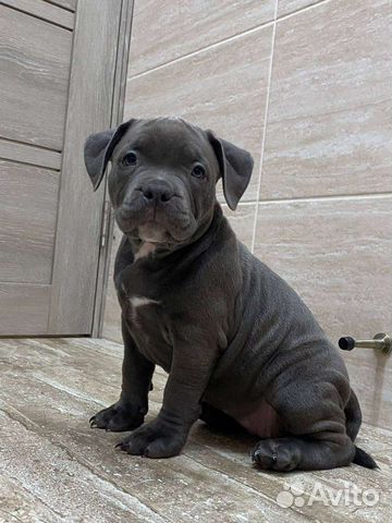 Булличка девочка