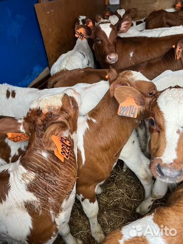 Телята, бычки, тёлочки породистые