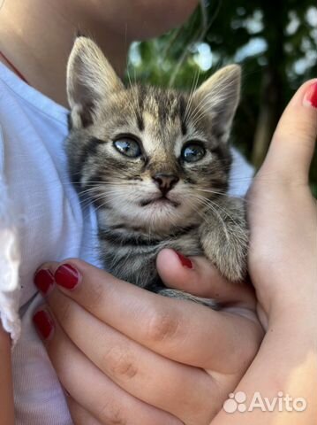 Котятки в добрые руки