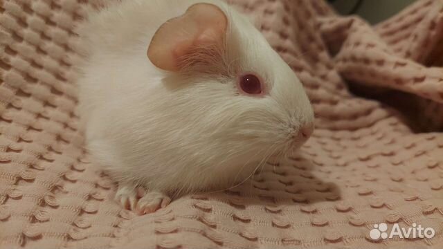 Морская свинка