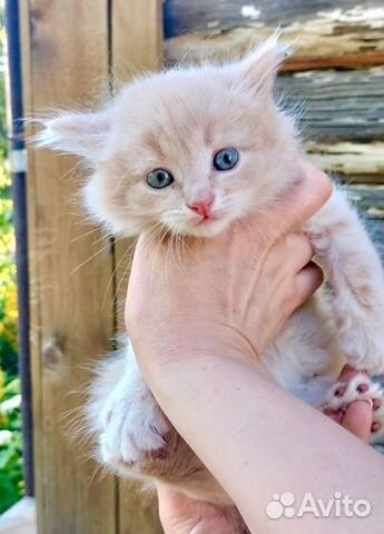 Пушистый светло-рыжий котёнок-мальчик. В дар