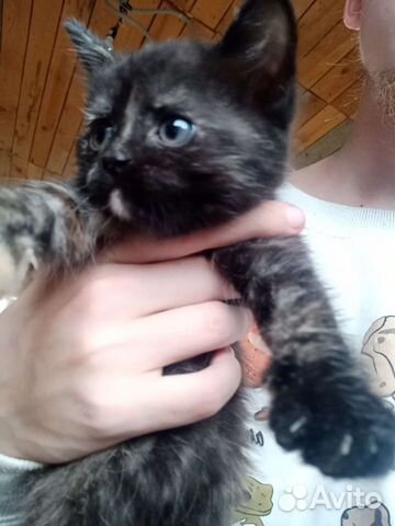 Котята манчкин