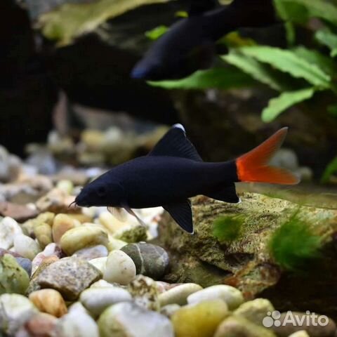 Лабео биколор и альбинос