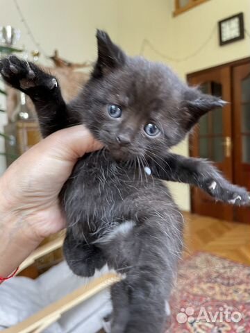 Персидские котята