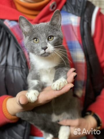 Котенок девочка в добрые руки