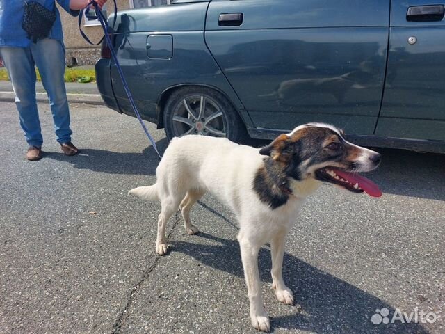 Алиса стерилизована