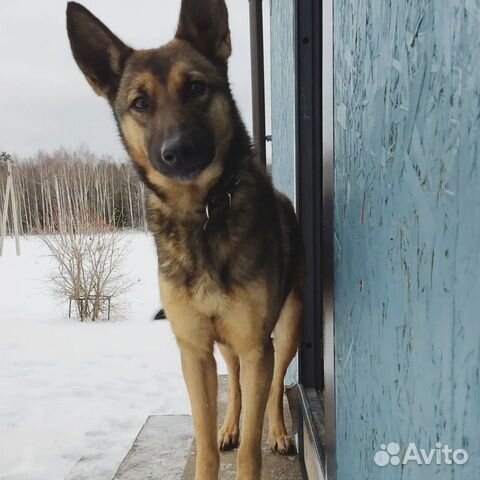 Собака в дар